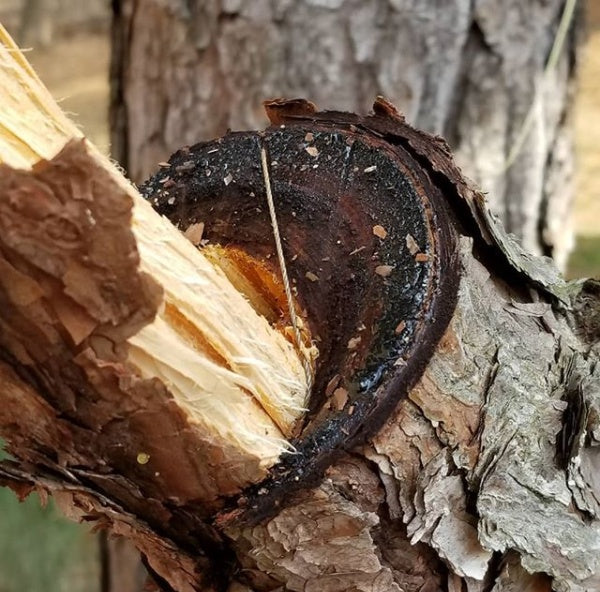 Saw Shemagh: Firestarter sewn button, built-in Kevlar Utility Saw, Fire ...